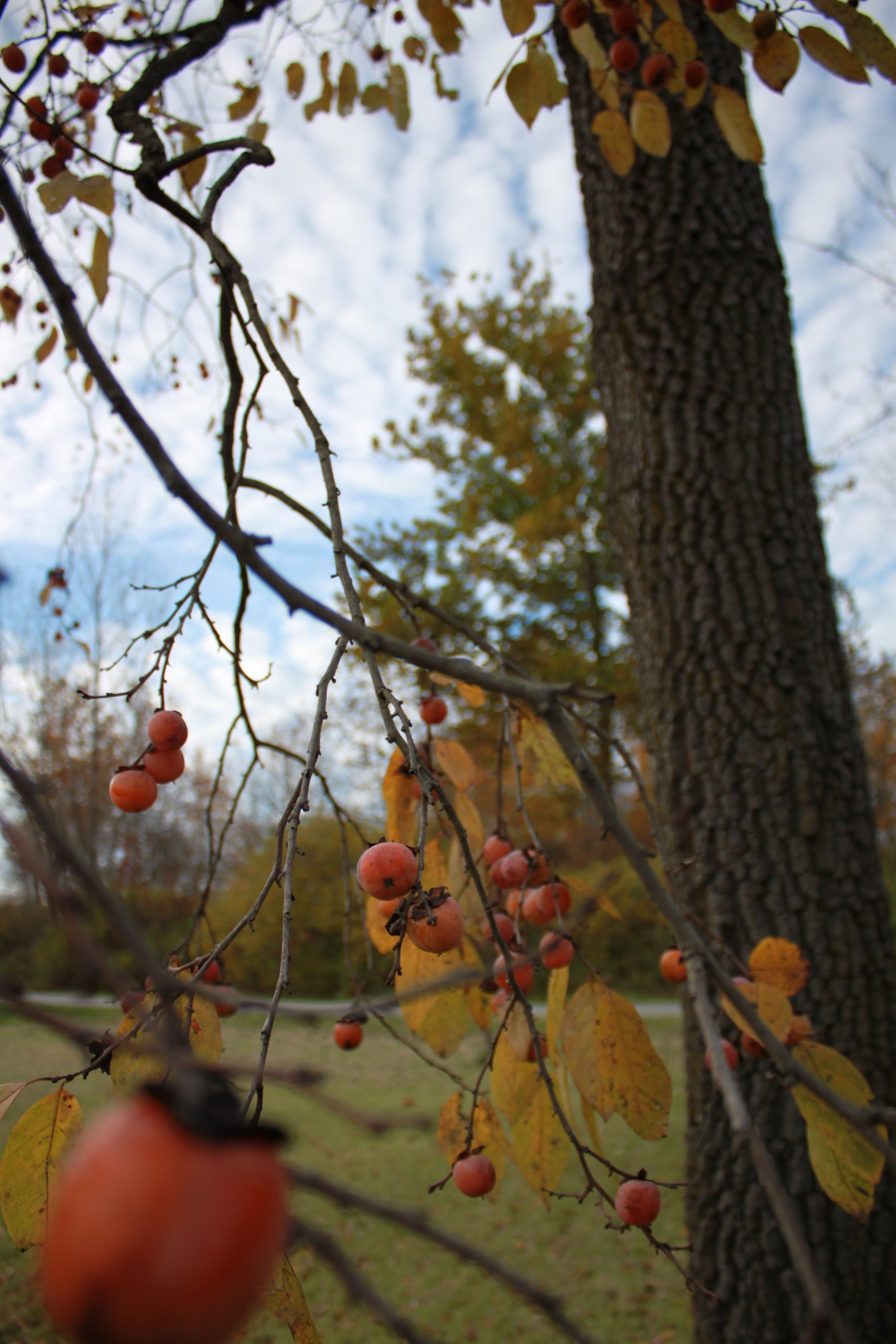 The American Persimmon - Countryside